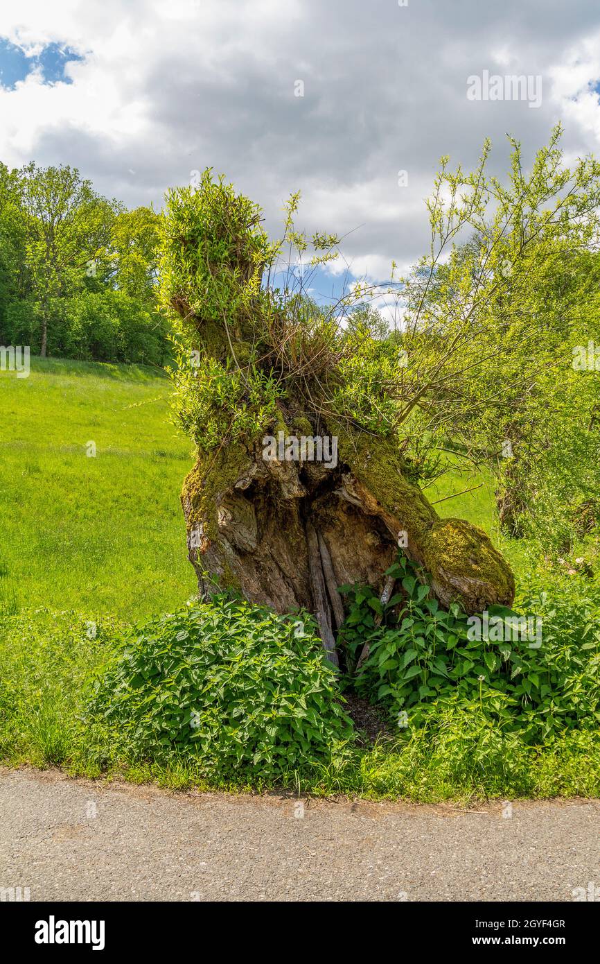 Gnarled tree stump hi-res stock photography and images - Alamy