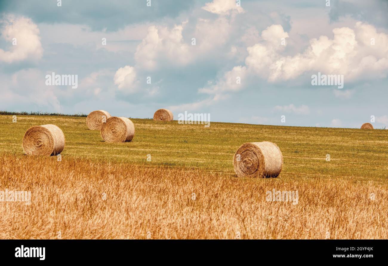 Straw bales stacked in a field at summer time, Vysocina Czech Republic ...
