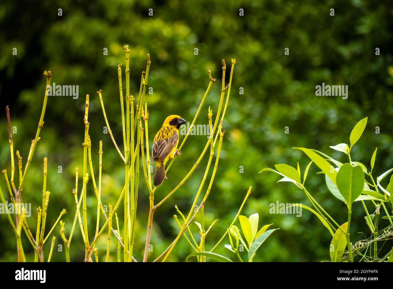 Asian Golden Weaver perching on grass stem in paddy field. Ploceus ...