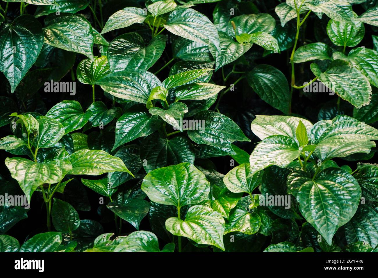 Fresh new green heart shaped leaves of Wild betel. Wild Pepper Betel ...