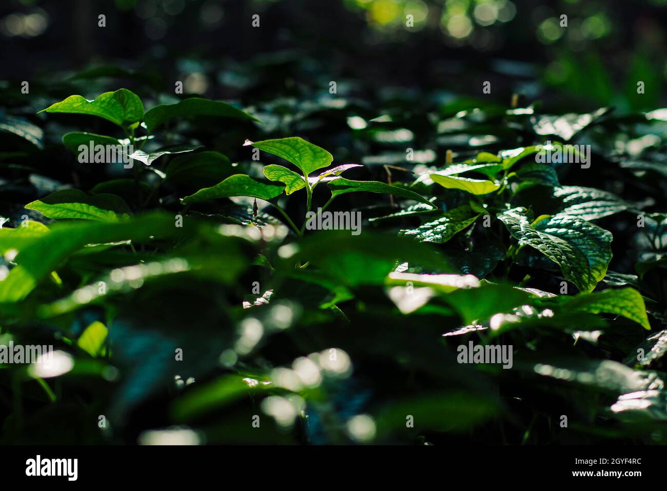 Fresh new green heart shaped leaves of Wild betel. Wild Pepper Betel ...
