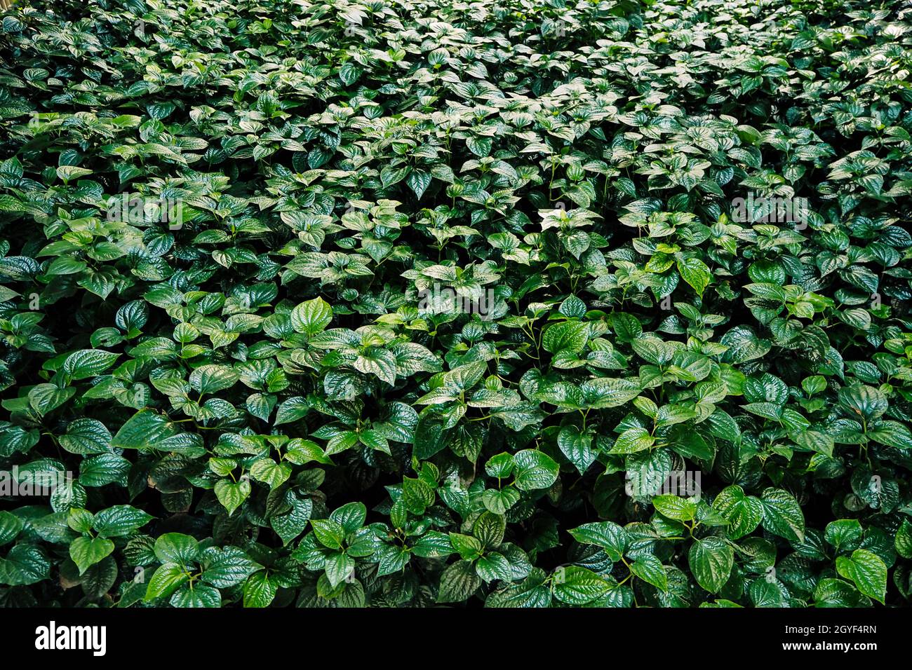 Fresh new green heart shaped leaves of Wild betel. Wild Pepper Betel ...
