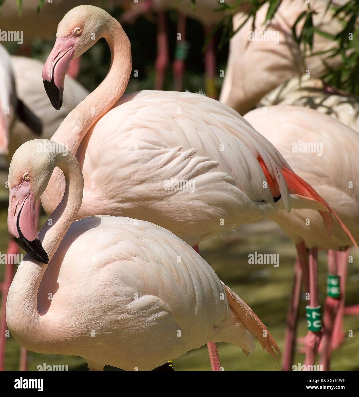 Flamingos are a type of wading bird. Four flamingo species are ...