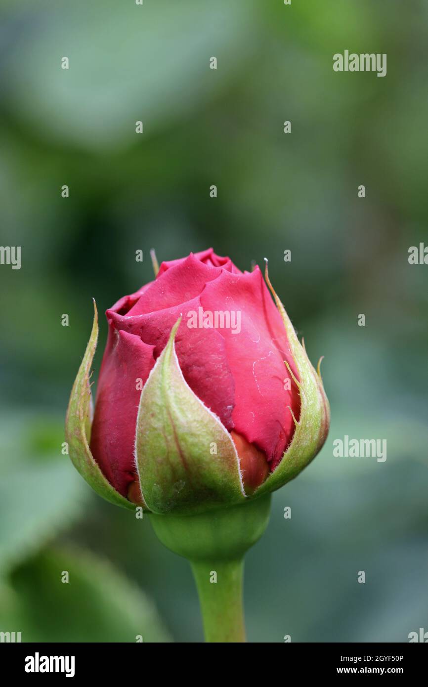 Red rose, variety Isabel, flower bud in close up with a background of ...