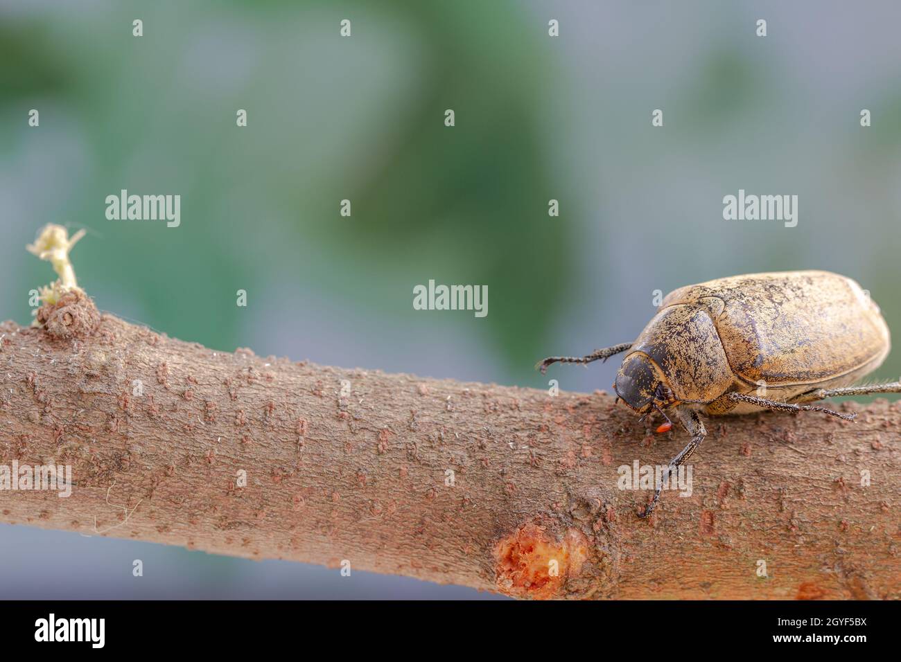 A sugarcane white grub or Lepidiota stigma creeping on a twig, foliage ...