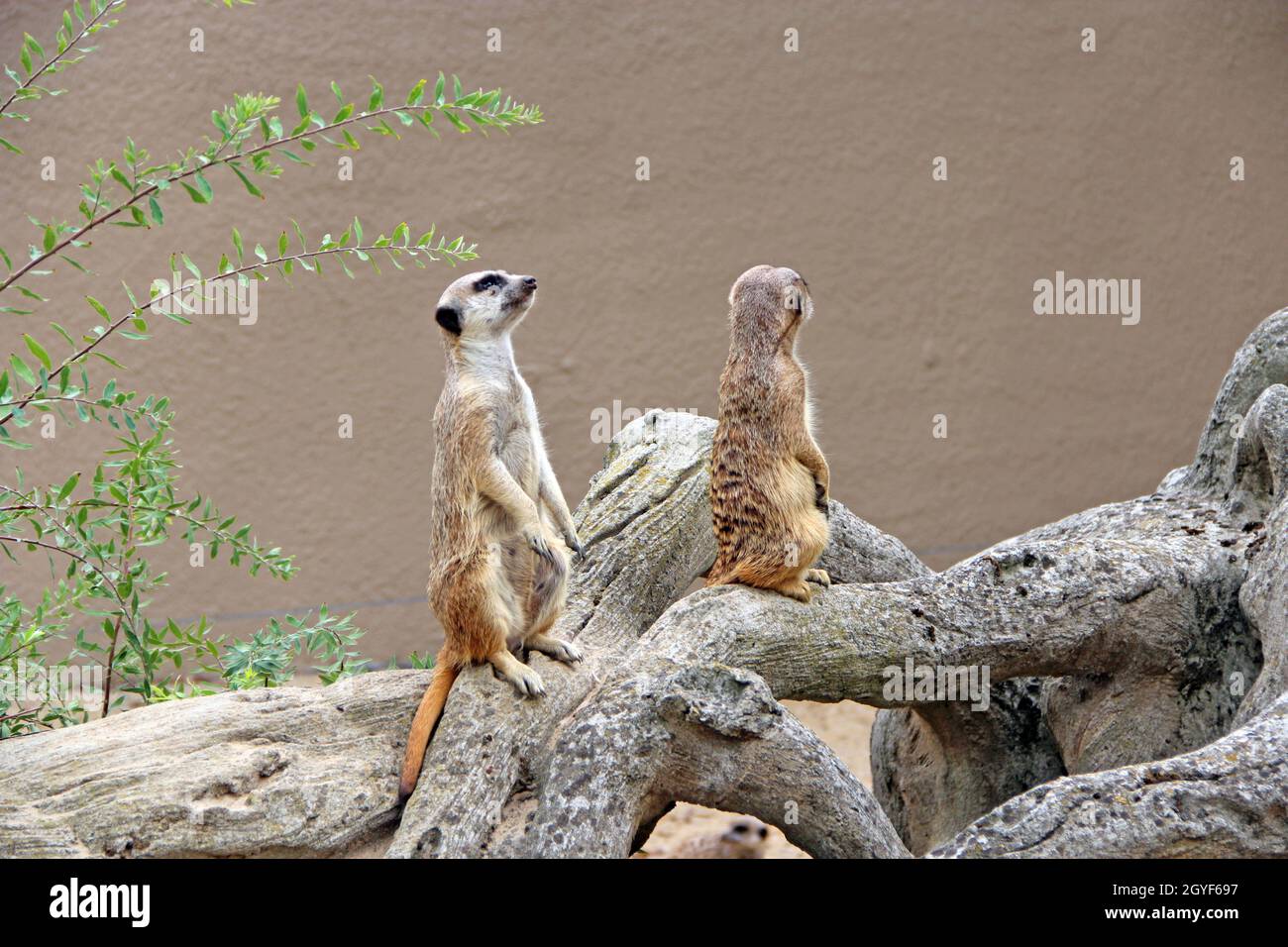 Meerkats standing. Wary rodents standing on hind legs. Meerkats looking ...