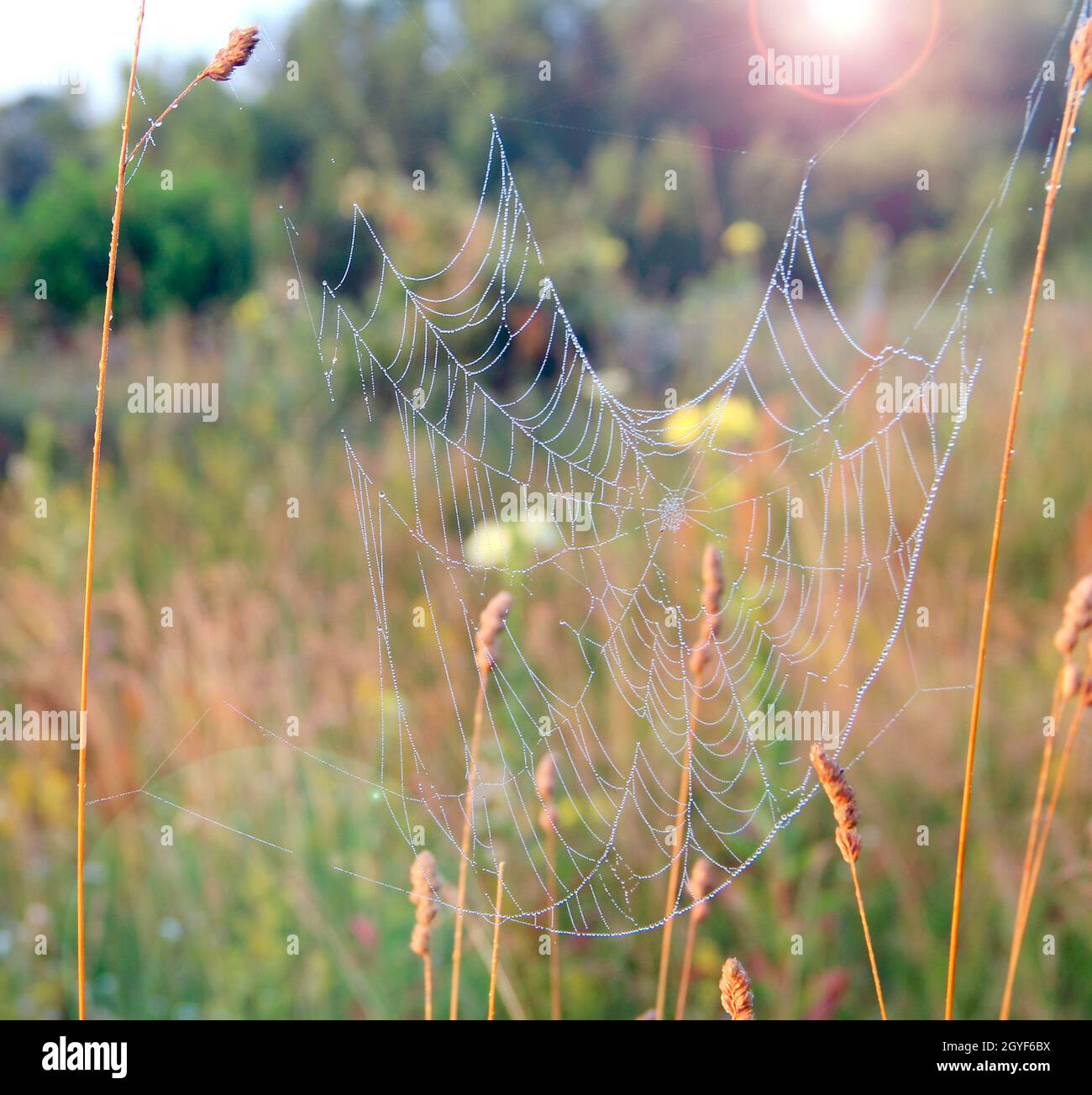 Spider's web closeup with drops of dew at dawn. Wet grass before sun ...