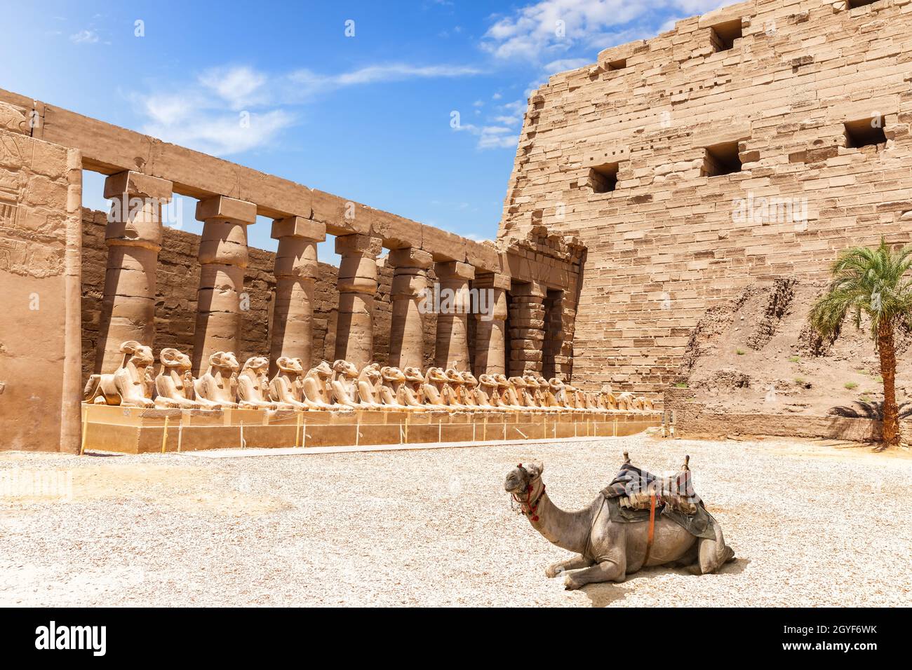A camel near the Avenue of Rams, the Temple of Amun at Karnak, Luxor ...