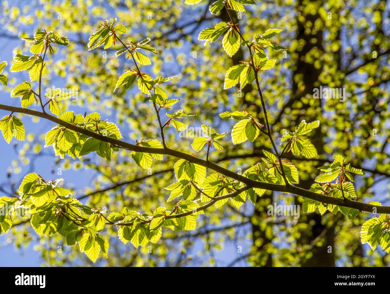 Full frame foliage detail at early spring time Stock Photo - Alamy