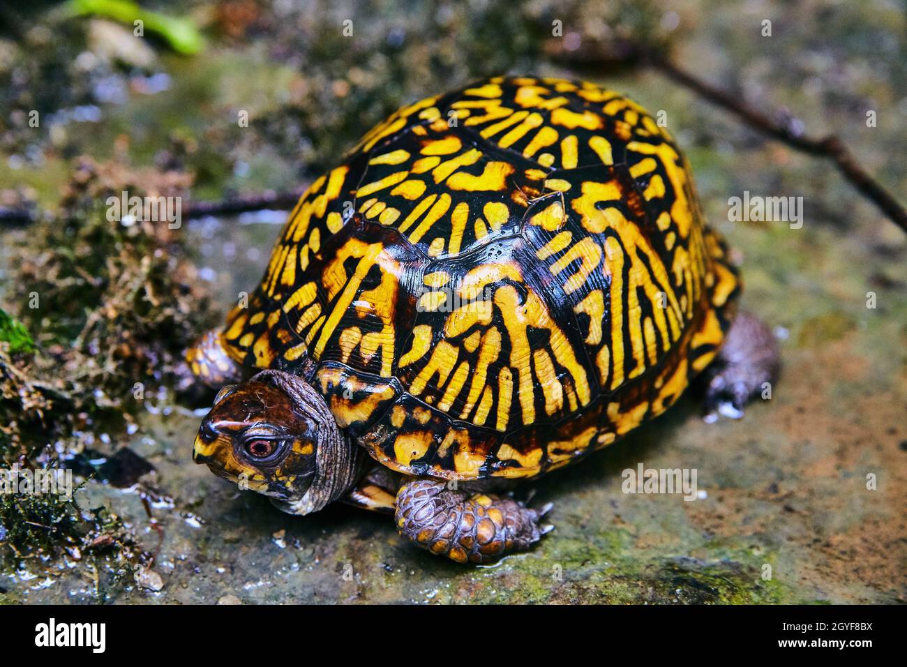 Turtle with colorful orange and black shell resting on wet ground Stock ...