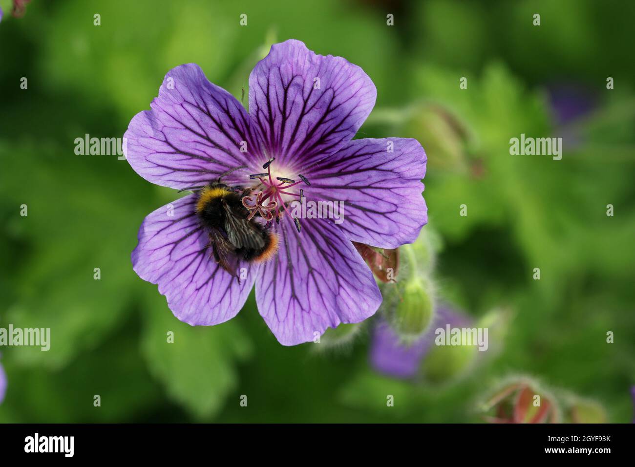 Purple cranesbill, unknown Geranium species, flower in close up with an ...