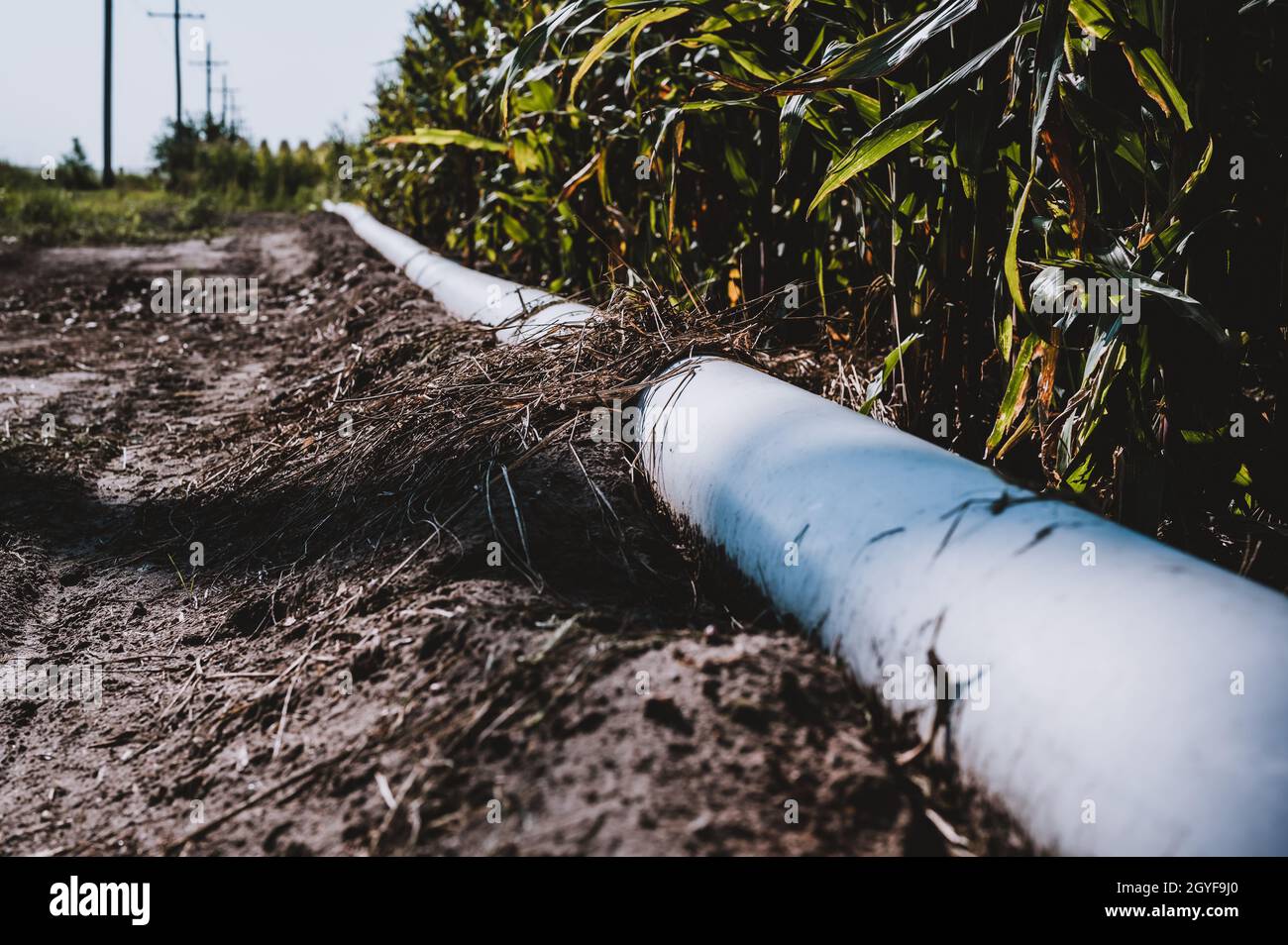 Flood irrigation corn hi-res stock photography and images - Alamy
