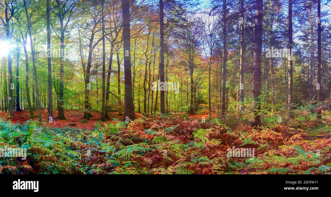 View into a colorful and vibrant autumn forest with fall foliage and ...