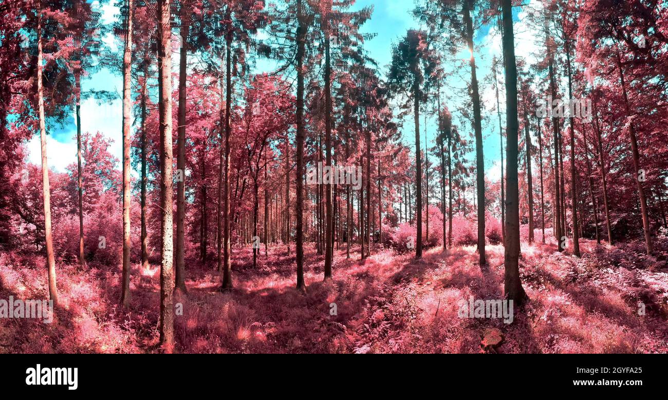 Infrared cherry blossom tree hi-res stock photography and images - Alamy