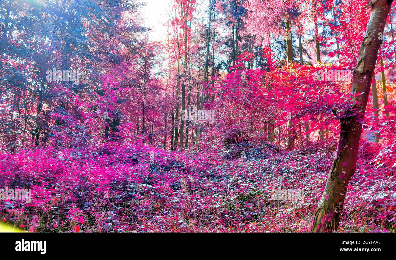 Beautiful pink and purple infrared panorama of a countryside landscape ...