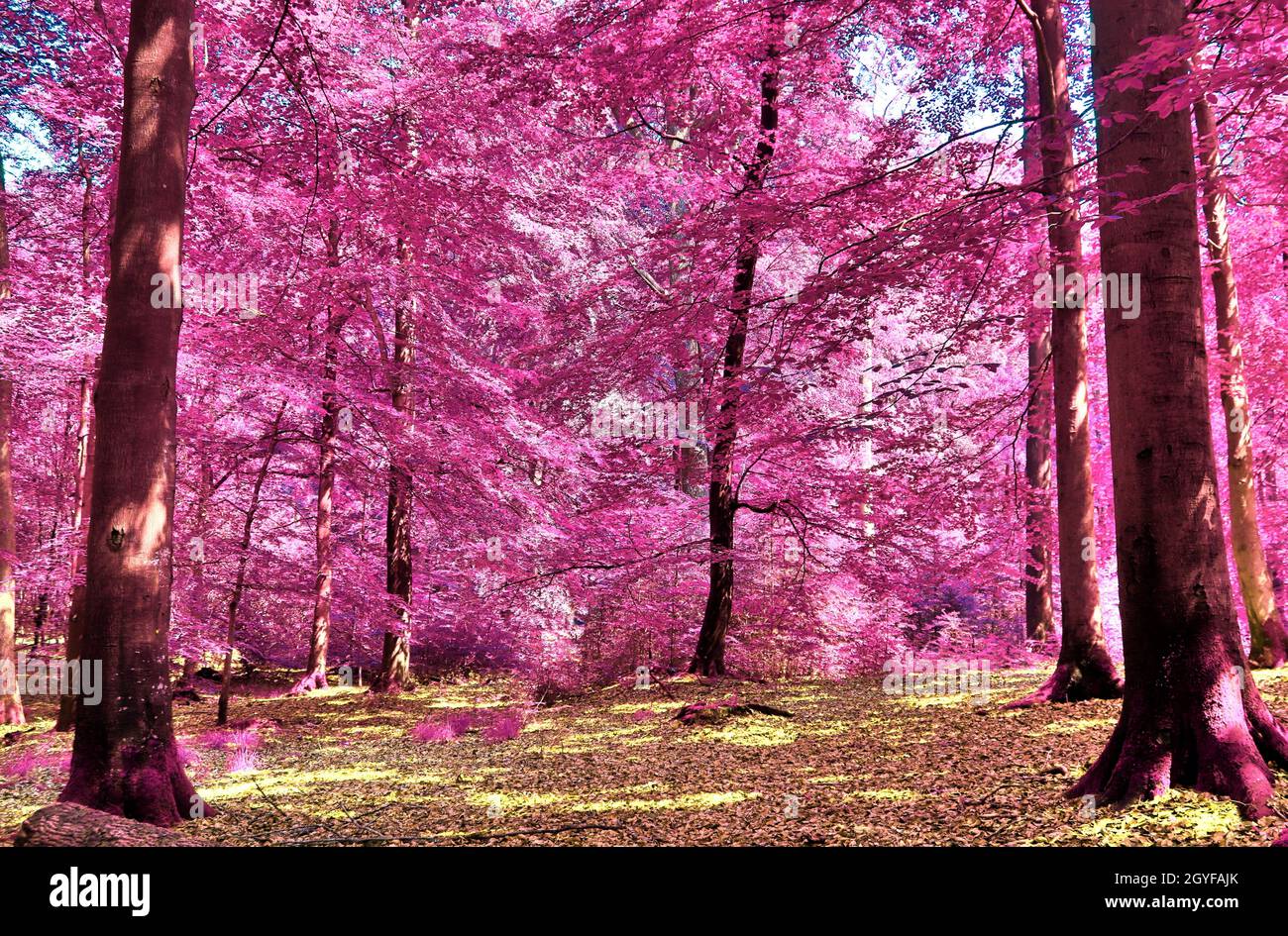 Beautiful pink and purple infrared panorama of a countryside landscape ...