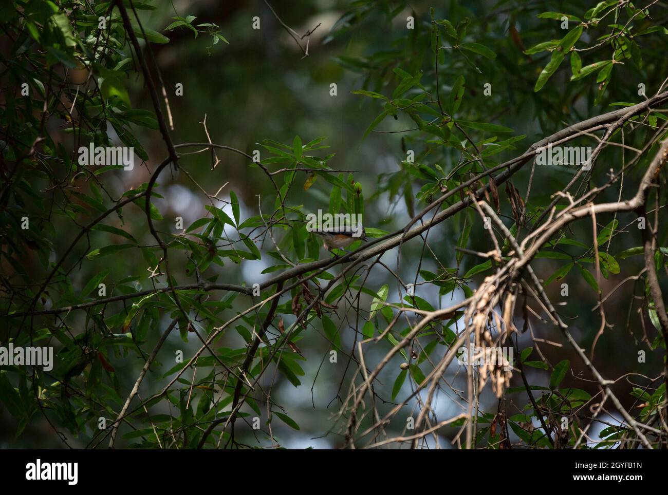 Tufted-titmouse (Baeolophus bicolor) chirping loudly from a vine Stock ...