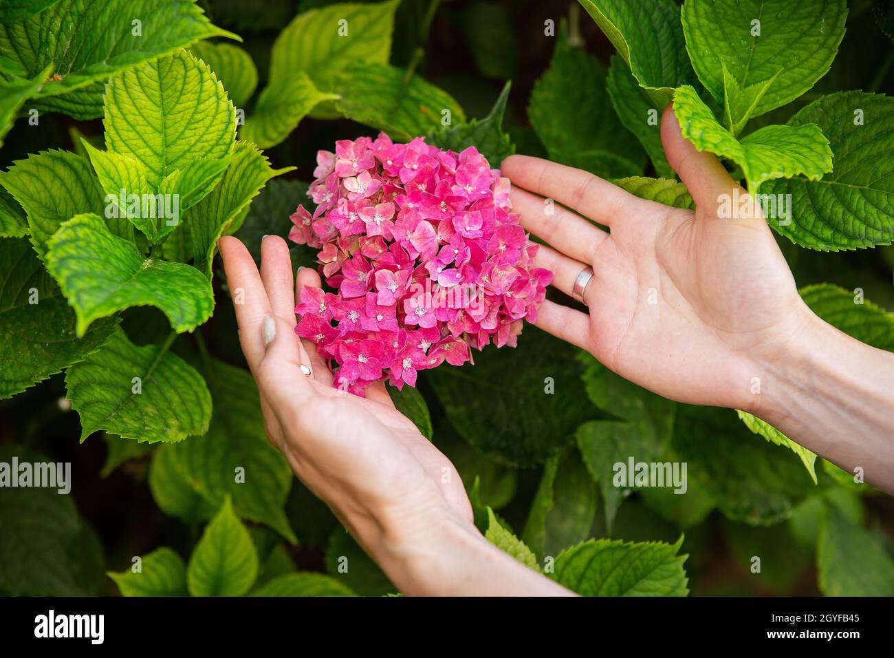 The girl holds her hands near a large and dense hydrangea flower of ...