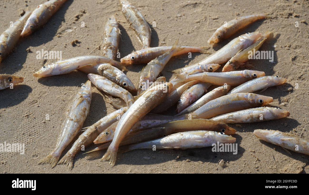 Fish was caught by a fisherman in the sea and lies on the shore covered ...