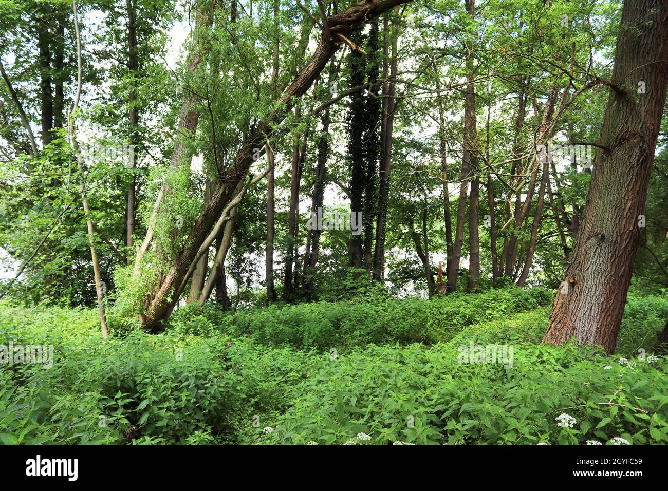 Beautiful view into a dense green forest with bright sunlight casting ...