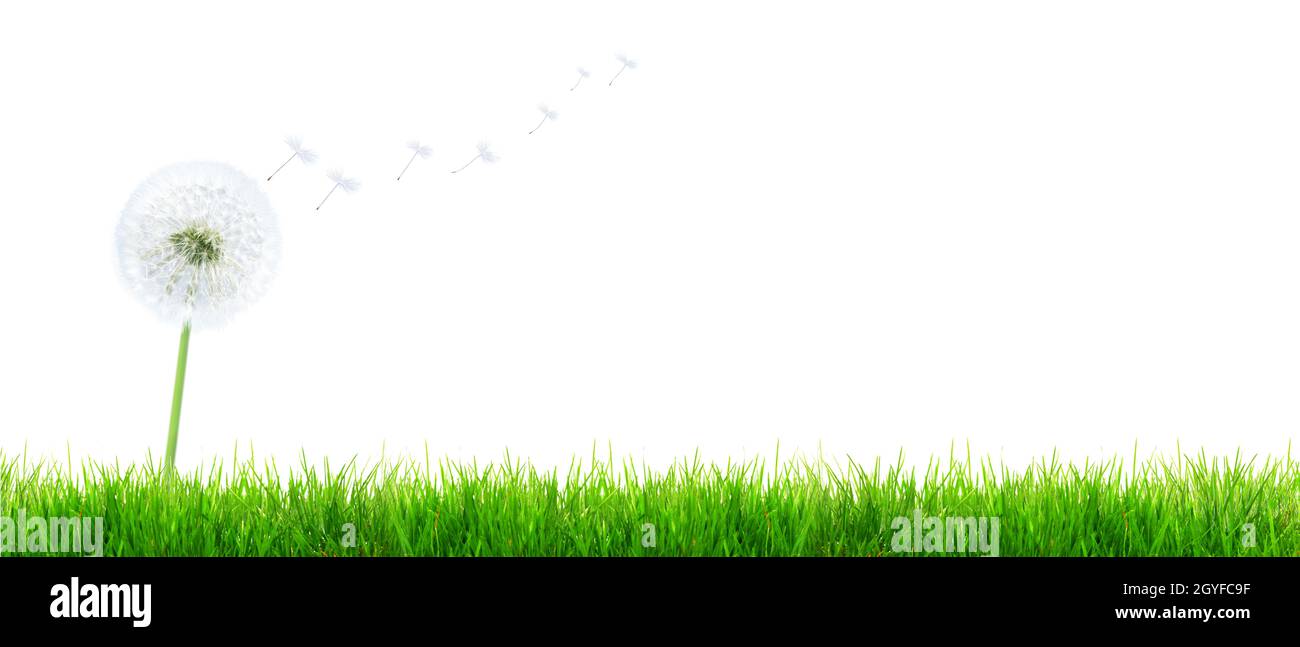 Beautiful sommer flowers in the wind Stock Photo - Alamy