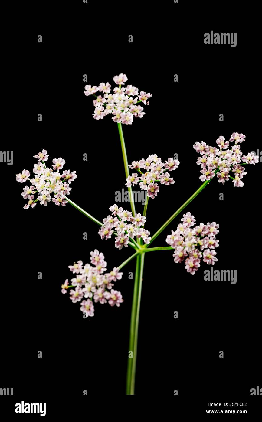 Inflorescence of a hogweed hi-res stock photography and images - Alamy