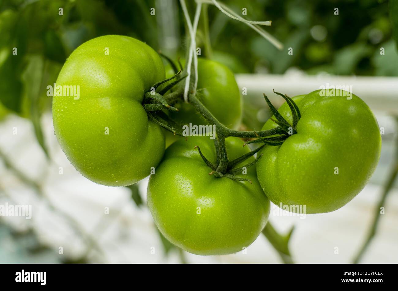 Green tomatoes in the greenhouse. Agriculture concept Stock Photo - Alamy