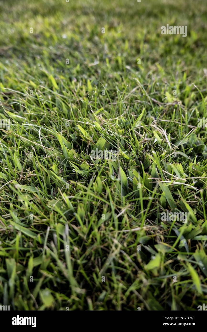 Uncared for garden hi-res stock photography and images - Alamy
