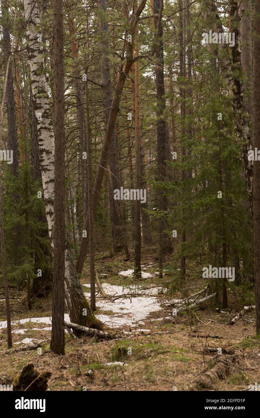 the road through the coniferous forest in spring Stock Photo - Alamy