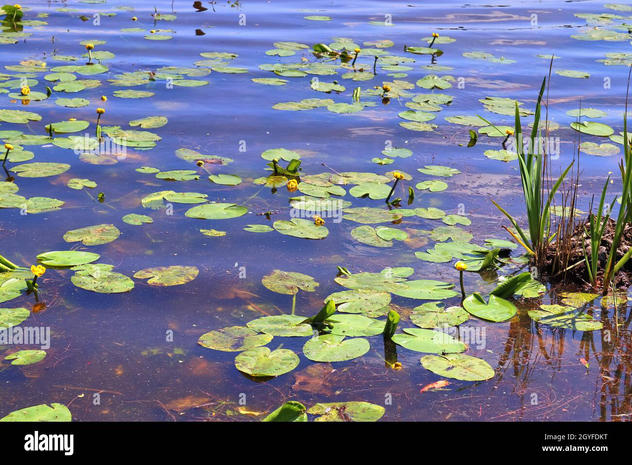 Beautiful landscape at a lake with a reflective water surface Stock ...