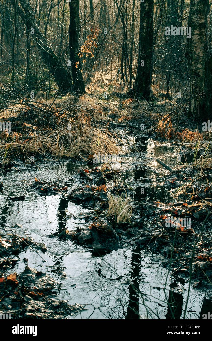 An image in cokor of a deep and gloomy swamp. Pictur taken in Harlanda ...