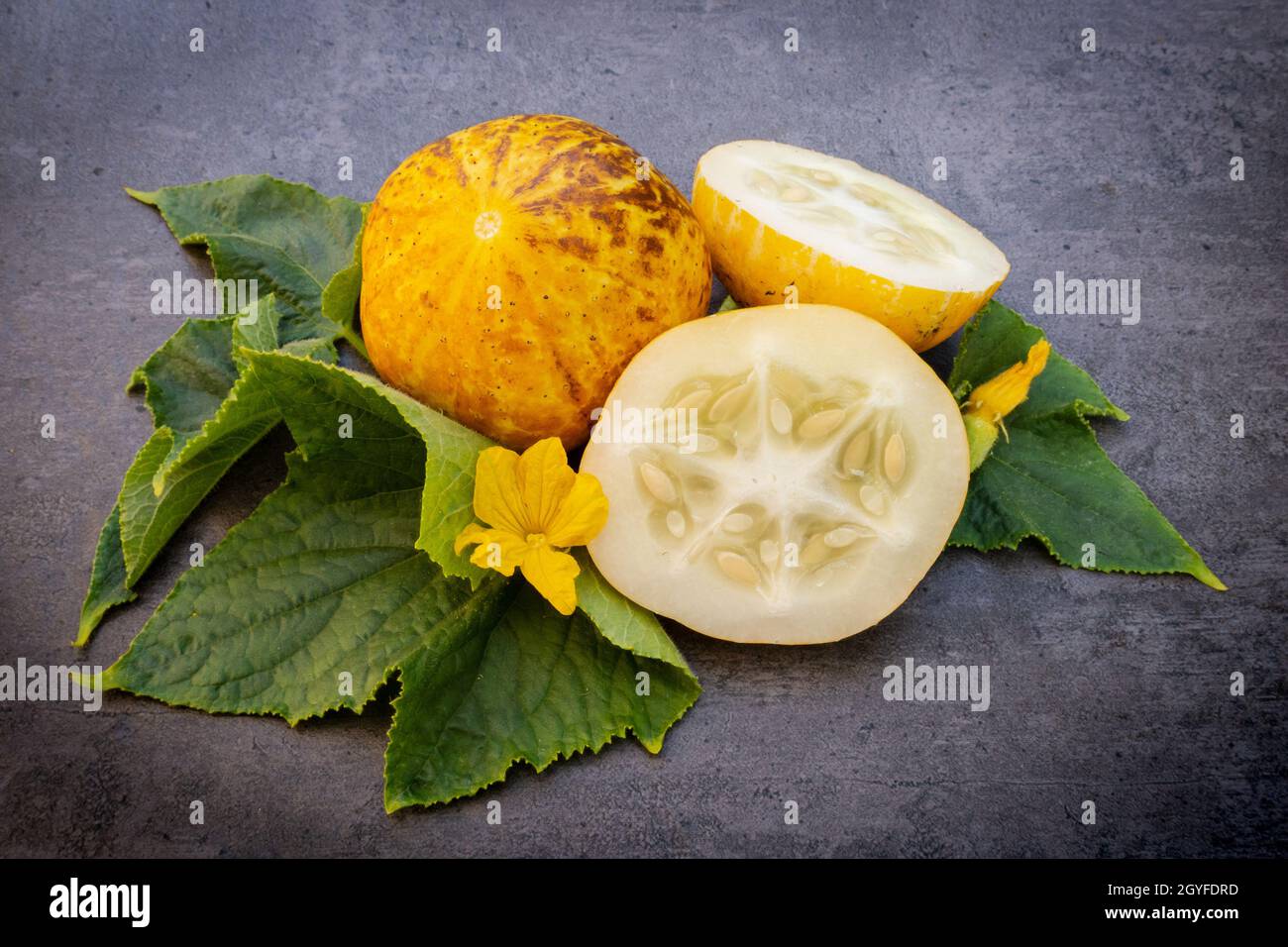 Cucumber crystal lemon, cucumis sativus over dark background Stock ...