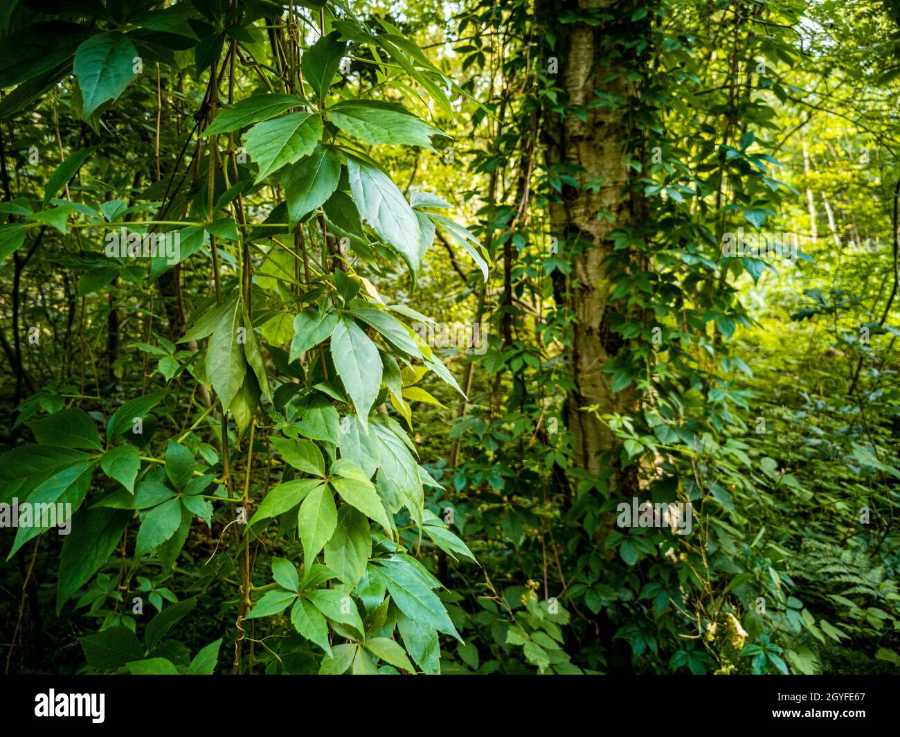 Climbing plants hang down from birch trees in the forest of Leherheide ...