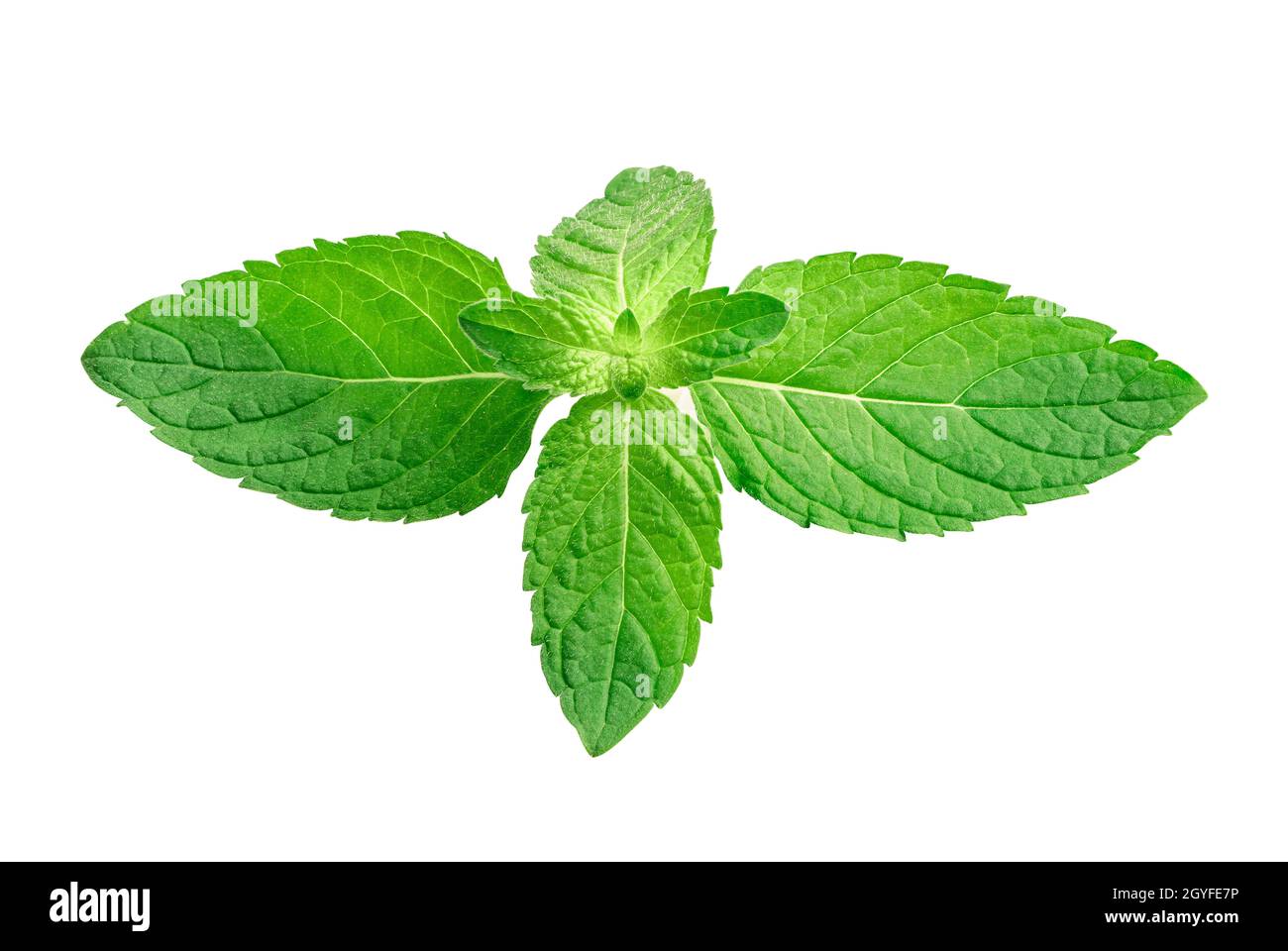 Mint leaf, Fresh raw Peppermint leaf isolated on white background Stock ...