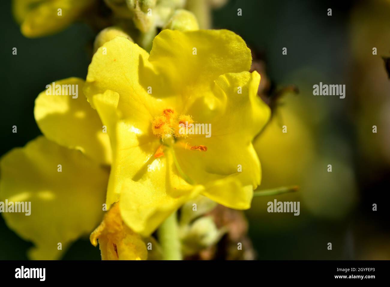 great mullein, medicinal plant with flower Stock Photo - Alamy