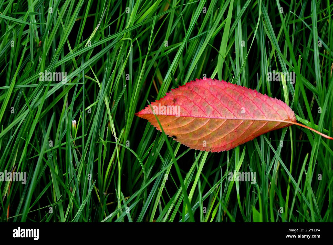 autumnal colored beech leaf in a green meadow Stock Photo - Alamy