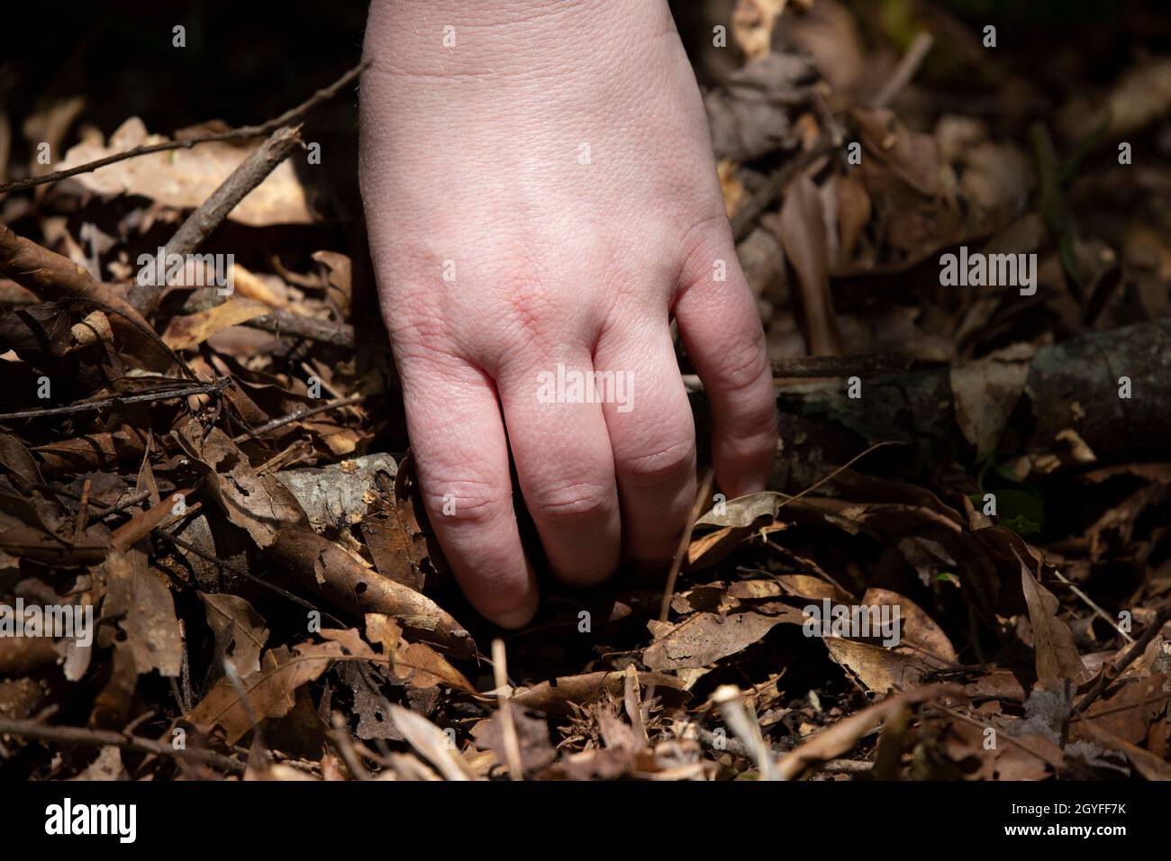 Woman's hand grabbing stick clutter from leaves in a yard Stock Photo ...