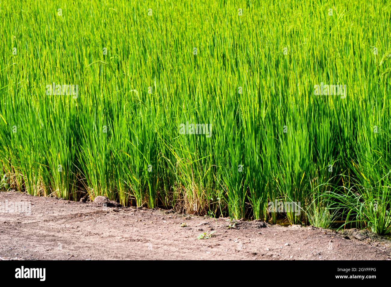 Rice paddy field organic jasmine farm, nature Asia food Stock Photo - Alamy