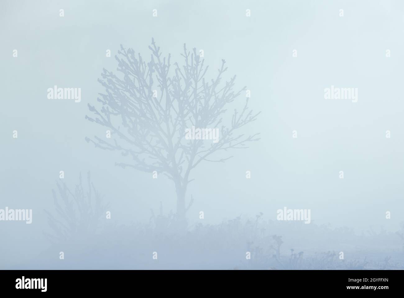 Raising fog hi-res stock photography and images - Alamy