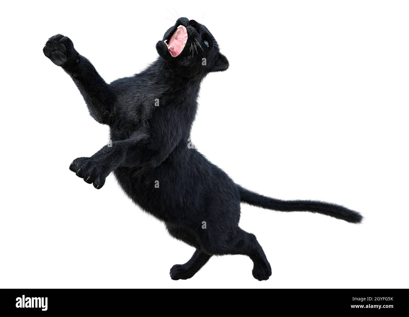 Black Puma Cat Jumping