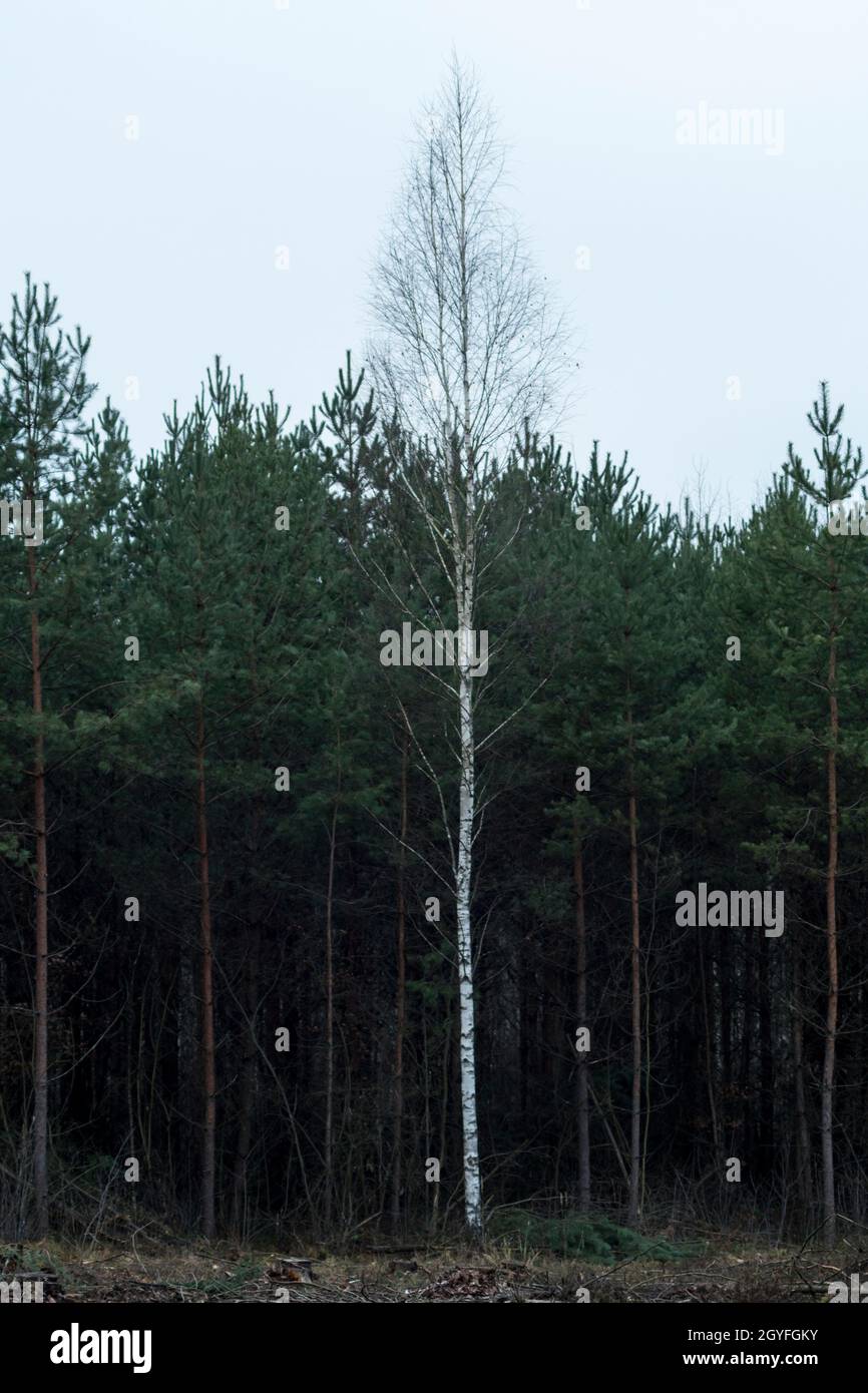 Single birch tree hi-res stock photography and images - Alamy