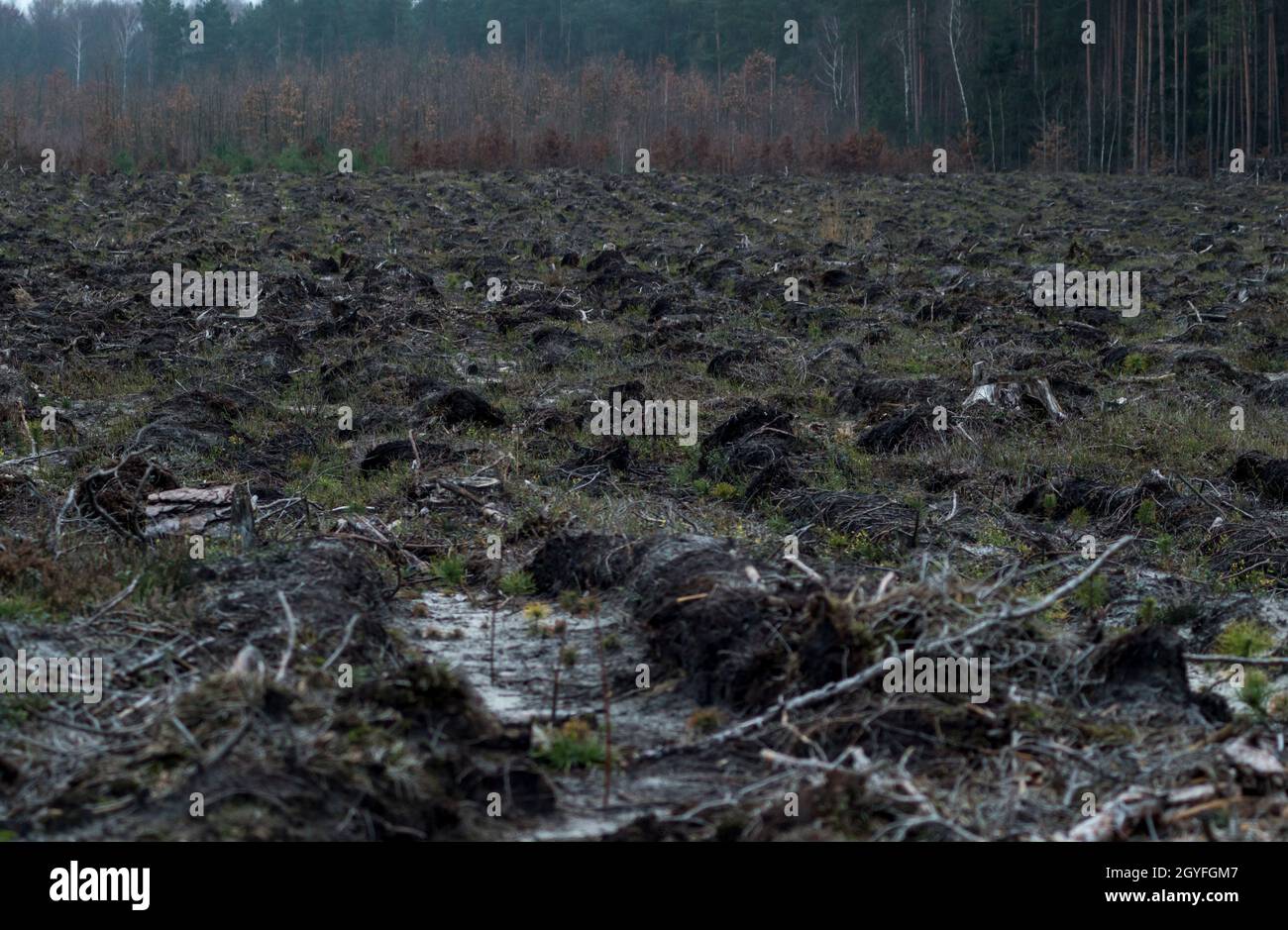 landscape of a ground in the middle of forest with cutted tree trunks ...