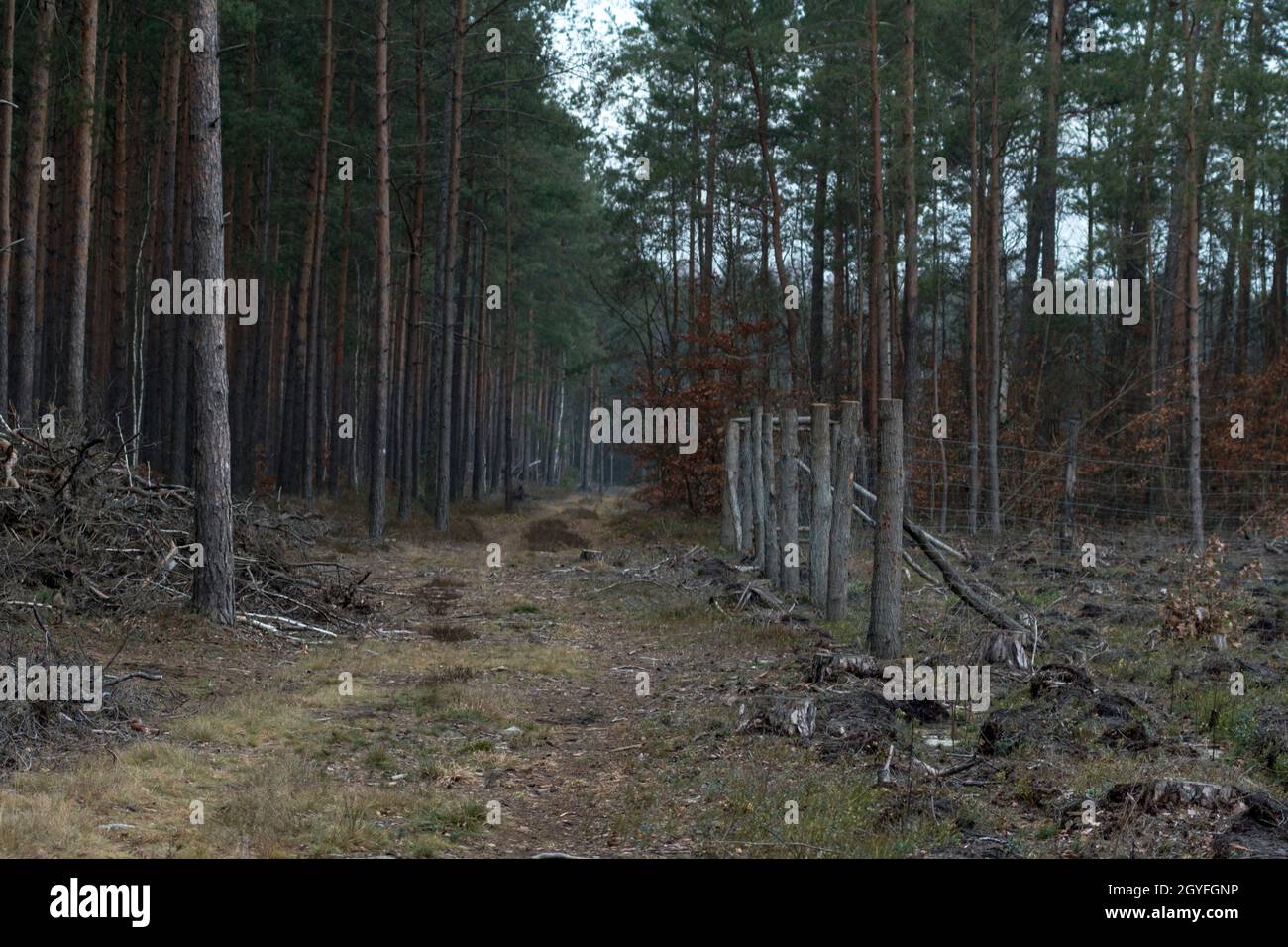 ground path through forest near cutted tree trunks after deforestation ...