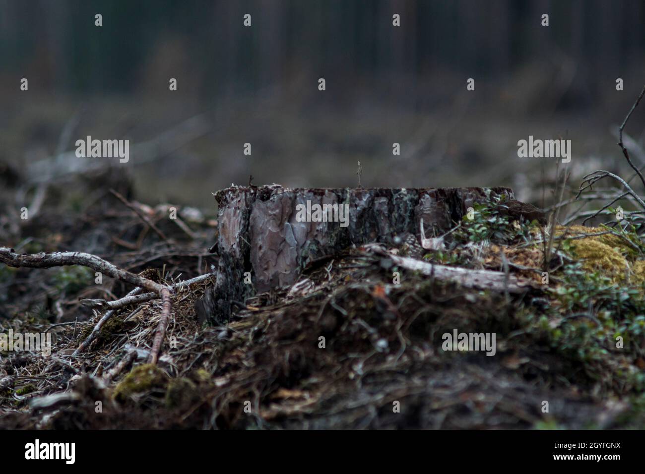 detail of a ground with trunks after cutting trees in the forest Stock ...