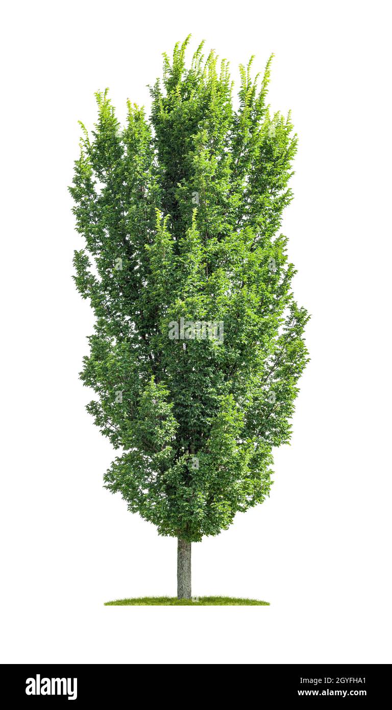 Old poplar tree Cut Out Stock Images & Pictures - Alamy