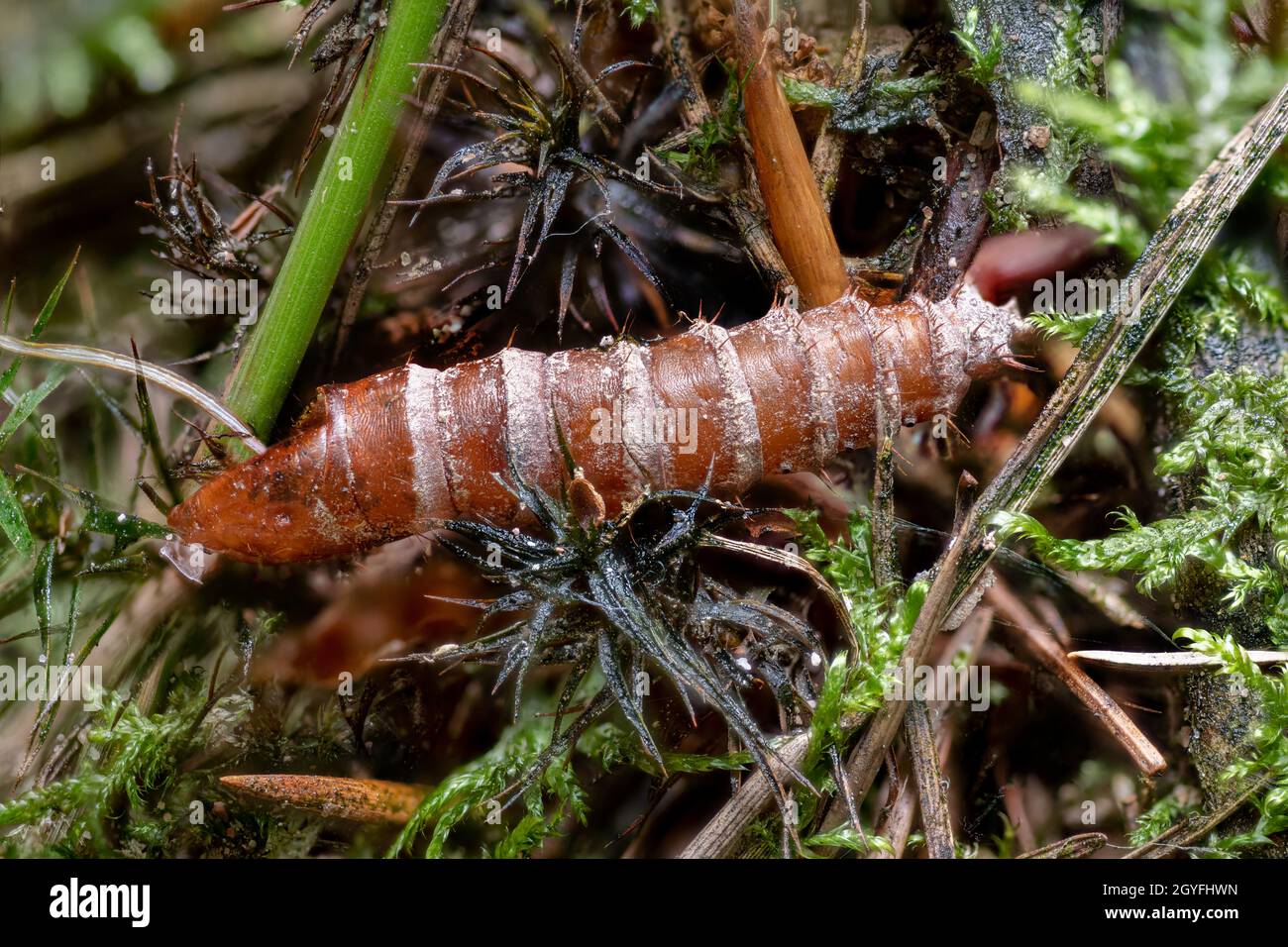 Close-up of an empty moth pupae shell between moss and pine needles ...