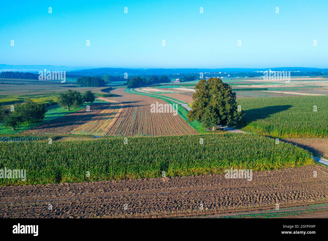 aerial view of a limewood tree and corn fields with blue sky Stock ...