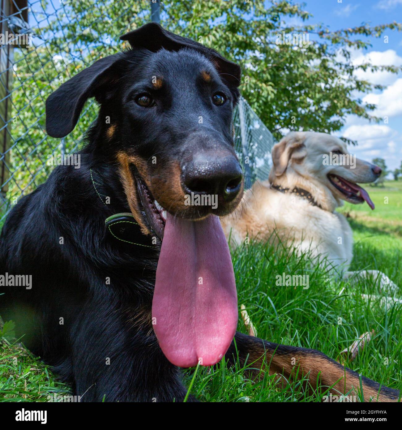 Cooling tongue hi-res stock photography and images - Alamy