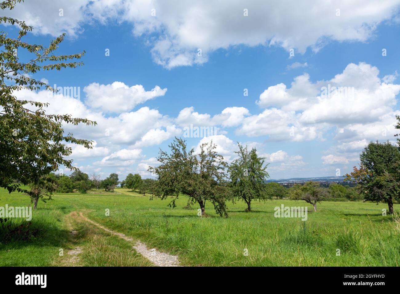 beautiful orchard landscape with apple trees and clouds Stock Photo - Alamy