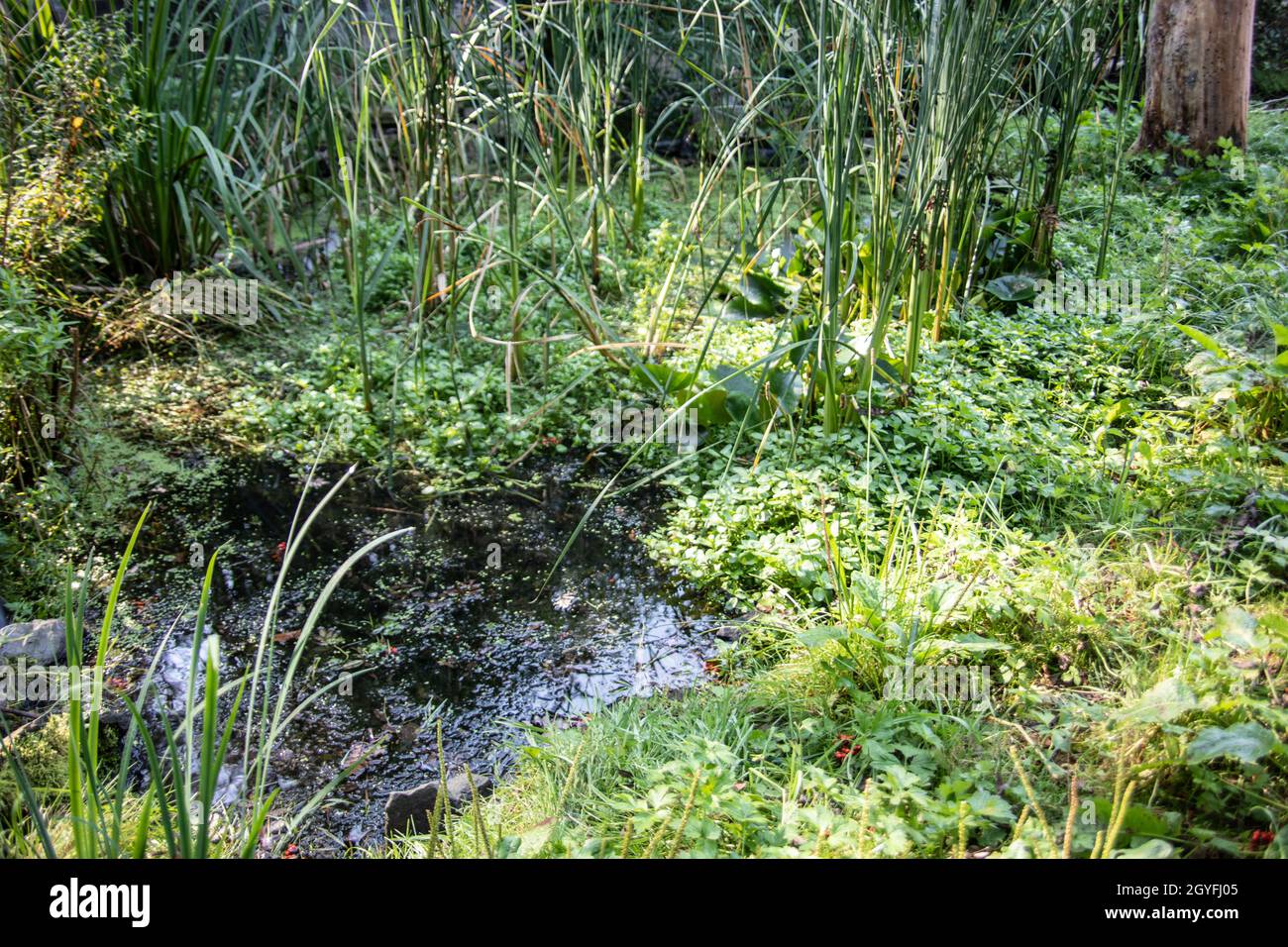 green swamp with trees and grass Stock Photo - Alamy